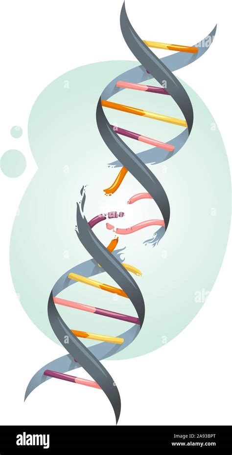 Broken DNA String Stock Vector Image Art Alamy