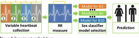Figure 2 From A Fast Deep Learning Ecg Sex Identifier Based On Wavelet