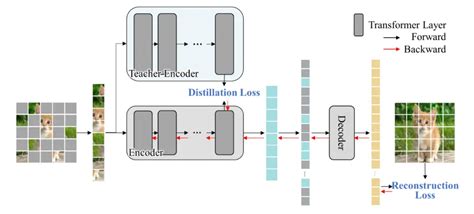 Icml 2023 轻量级视觉transformer Vit 的预训练实践手册 Cv技术指南（公众号） 博客园