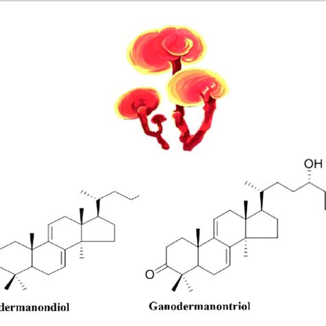 Ganoderma Lucidum A Ganoderma Lucidum From Download Scientific Diagram