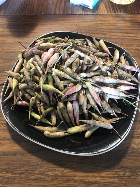 Any Tips For Sorting Radish Seed Pods Before My Fingers Fall Off I Have Tons More R Gardening
