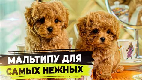 Мальтипу для самых нежных Youtube