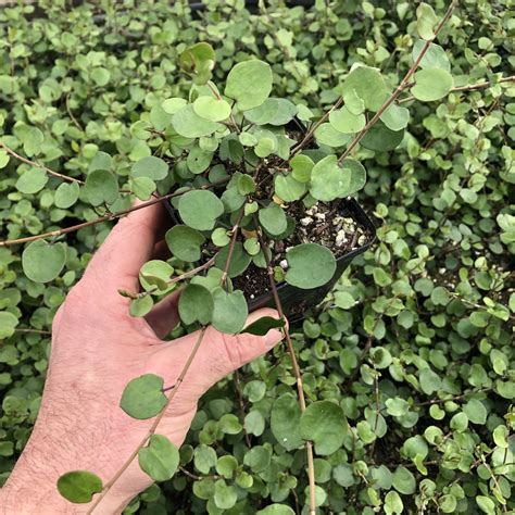 Muehlenbeckia Complexa Big Leaf Creeping Wire Vine 35 Pot