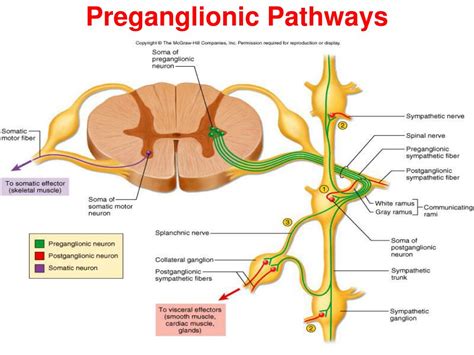 Ppt Human Anatomy And Physiology Powerpoint Presentation Free Download