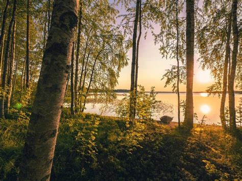 Trees That Grow In Water Rhythm Of The Home Trees That Grow In Water Rhythm Of The Home