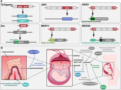 The Different Evolutionary Contributions Of Te Derived Sequences To Download Scientific Diagram