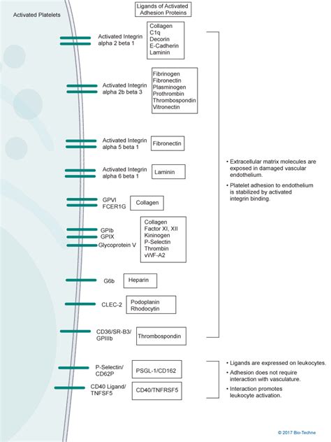 Platelet Adhesion Proteins And Ligands