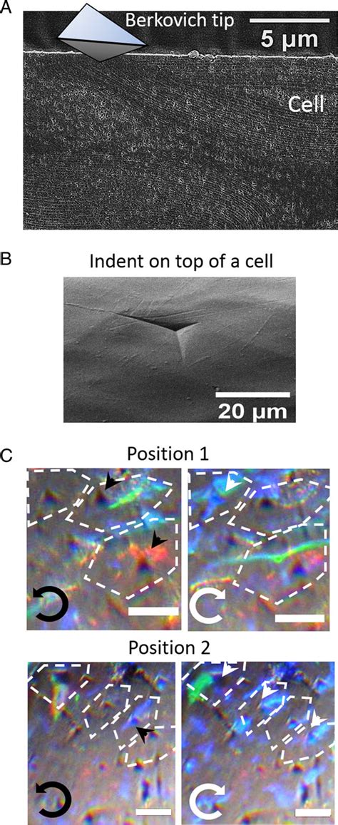 Nanoindentation On Cells With Different Colors And Handedness A Sem