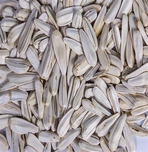 Сортови Семена Brevis