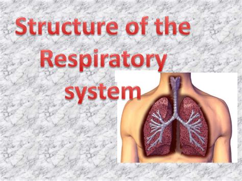 Structure Of The Respiratory System