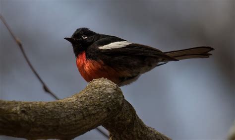 Painted Redstart