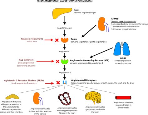 Best 13 Renin Angiotensin Aldosterone System Raas Simple And Easy