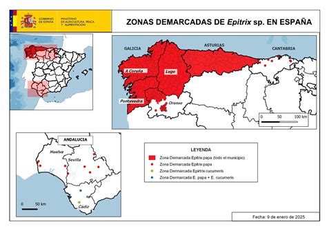La Pulguilla De La Patata Género Epitrix
