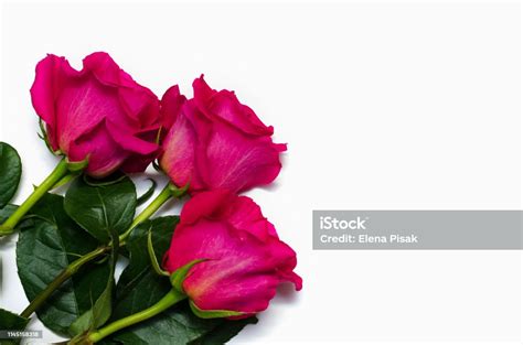 세 아름 다운 핑크 로즈 텍스트에 대 한 공간을 가진 흰색 배경에 고립 0명에 대한 스톡 사진 및 기타 이미지 0명 기념일 꽃 나무 Istock