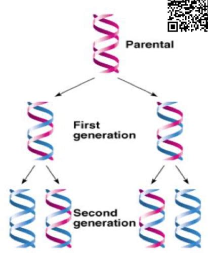 Bpm Module 1 Ftm L13 Dna Replication Flashcards Quizlet