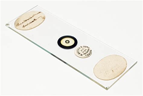 Microscopy 4 Historical Diatom Slides Jmc Scientific Consulting Ltd