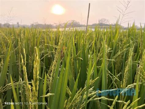 Review Xiaomi Redmi Note Layar Amoled Hz Termurah Baterai Awet Laptophia