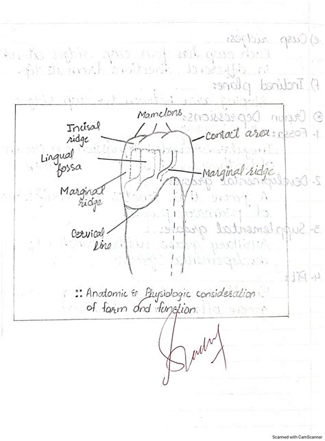 SOLUTION: Tooth Morphology Diagrams - Studypool