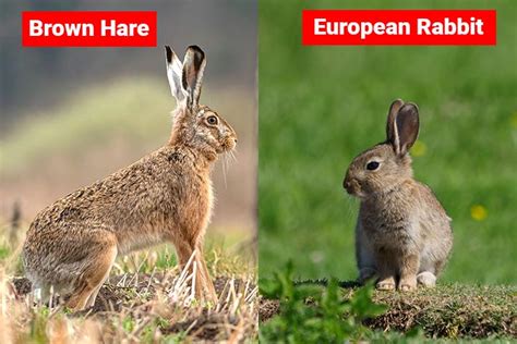 Arctic Hare Life Cycle