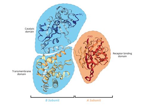 Diphtheria Toxin The Nuts And Bolts The Native Antigen Company
