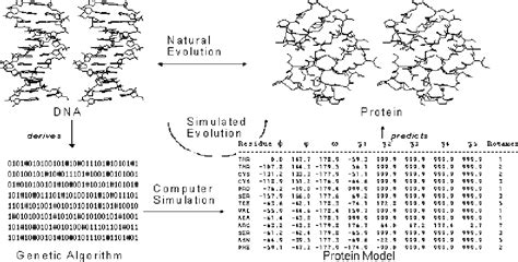figure 1 from genetic algorithms and protein folding semantic scholar