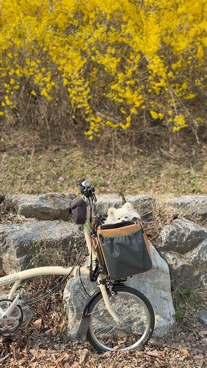 노란 개나리와 누런 누룽지 🌼 강아지산책 댕댕라이딩 Youtube