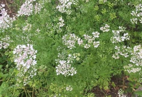 Why Is Your Cilantro Bolting And How To Keep Cilantro From Flowering