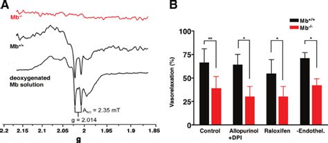 Formation Of Nitrosyl Myoglobin Mbno As An Indirect Marker For The
