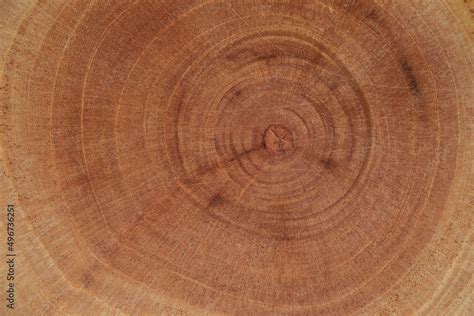 Cross Section Of A Tree Trunk Stock Photo Adobe Stock