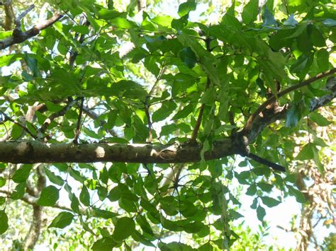 Ocracoke Island Journal Toothache Tree