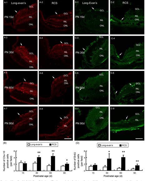 Figure From Activation Of Retinal Stem Cells In The Proliferating Marginal Region Of RCS Rats