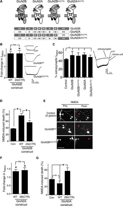 The Glun2b C Terminal Domain Promotes Nmdar Mediated Toxicity When