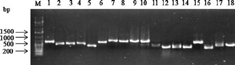 Pcr Analysis Of Clones From The Subtracted Library Lanes 1 18 Pcr
