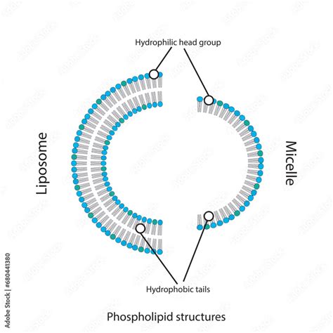 Diagram Showing Phospholipid Structures Liposome Micelle Monolayer And Bilayer Non Polar