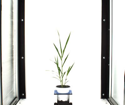 Binary Threshold PlantCV