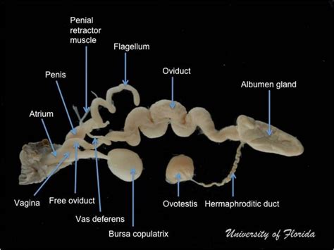 Is This Mantle Collapse R Snails