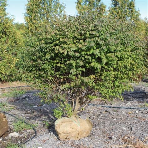 Euonymus Alatus ‘compactus Dwarf Winged Euonymus Doty Nurseries