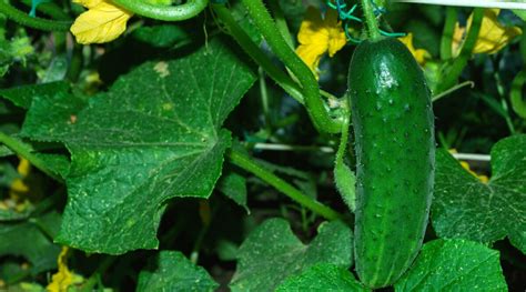 Creeper Plants Cucumber