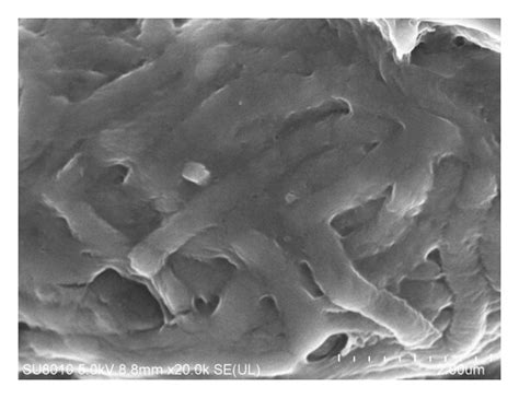 Scanning Electron Microscopic Structure Of S Putrefaciens Atcc8071∗ Download Scientific