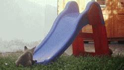 Fox Running Up The Slide 