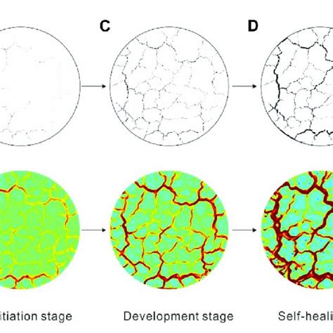 Strains Field Variations Of Specimen Surface During Different Stages Download Scientific