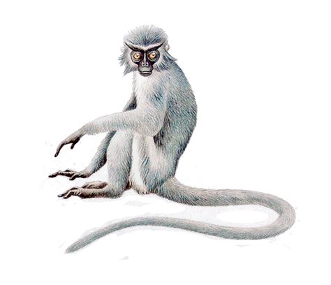 Trachypithecus