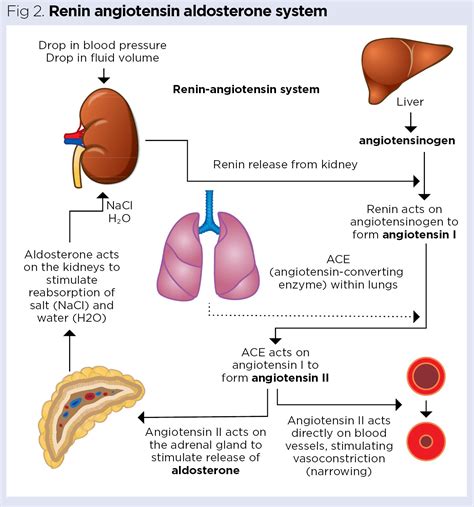 Adrenal Gland Definition Structure Hormones Functions Disorders