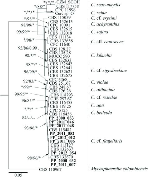 maximum likelihood topology from raxml analysis depicting the