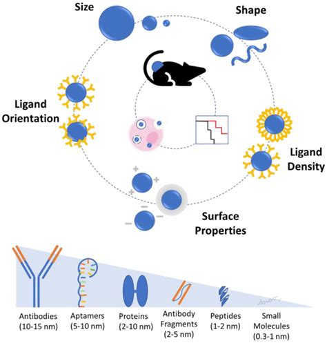 Cancer Targeting Nanoparticles For Combinatorial Nucleic Acid Delivery Pmc