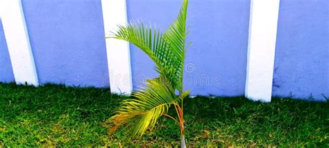 Palm Seed Growing In A Field Stock Image Image Of Green Grow 298244773
