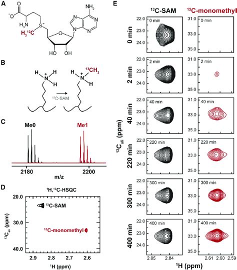 13 C Enriched Sam Allows Detection Of Methyl Lysine Over Time A Download Scientific Diagram