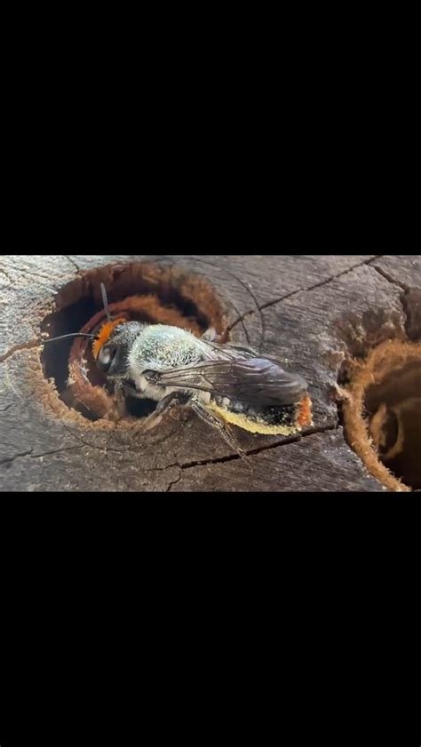 The Bee Babette With Her Bee Hotel Making Workshop And Native Bee