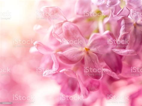 밝은 화창한 날에 분홍색 라일락 꽃이 가까이 있습니다 인사말 카드 템플릿을 위한 향기로운 라일락 꽃 매크로 복사 공간이있는 섬세한 로맨틱 한 꽃 배경 봄 엽서 모형 0명에