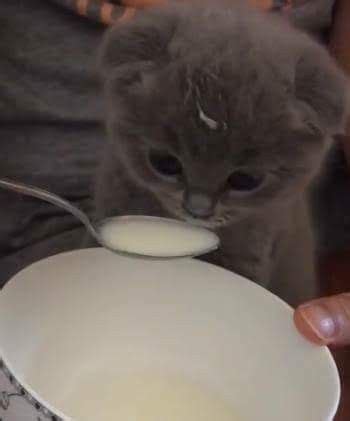 Adorable Cat Eating Milk Funny Cat Eating Meme Kitten Face Covered